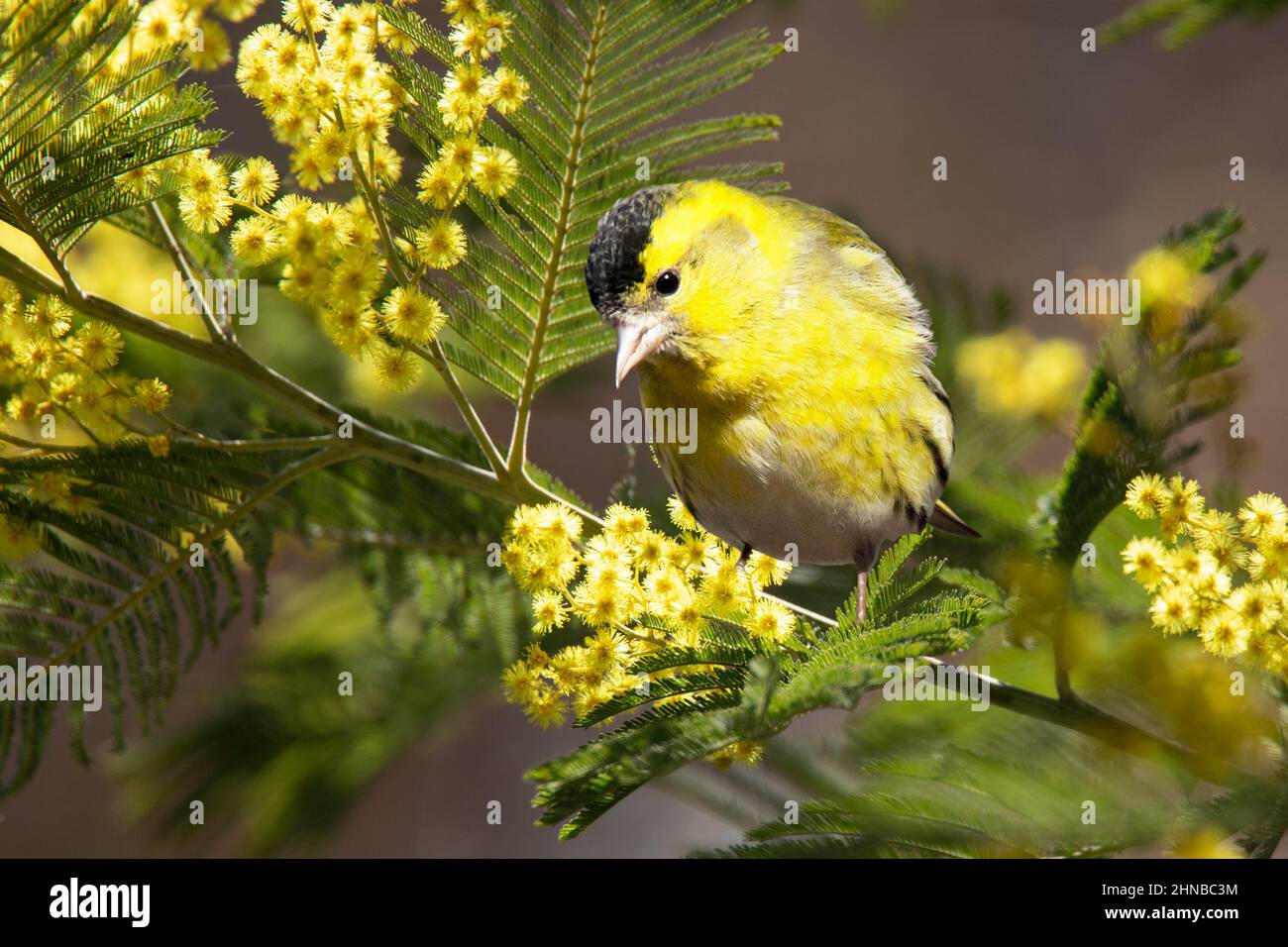 Mimosa tree bird hi-res stock photography and images - Alamy