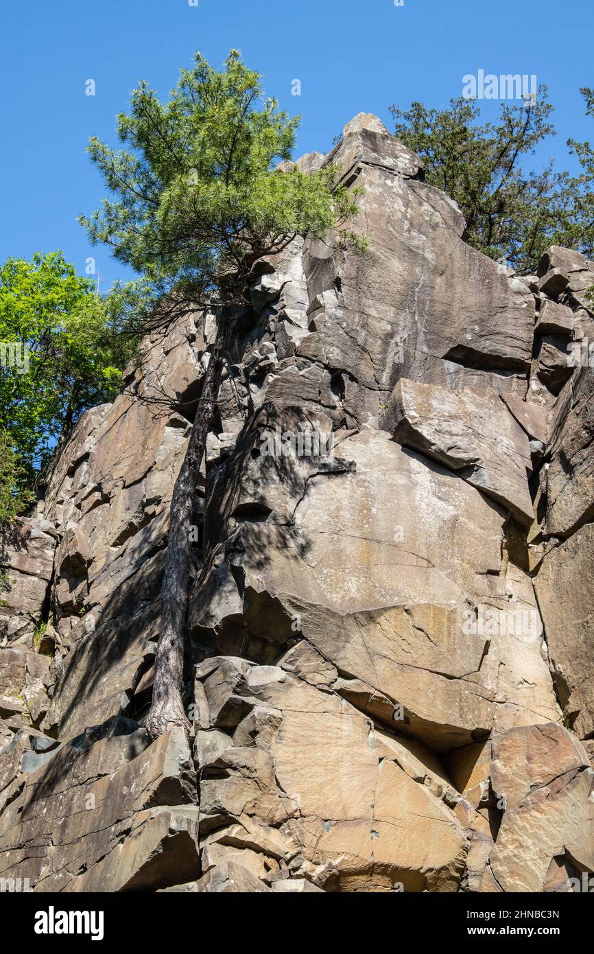 Tree growing out of a rock on a tall cliff in Interstate State Park ...
