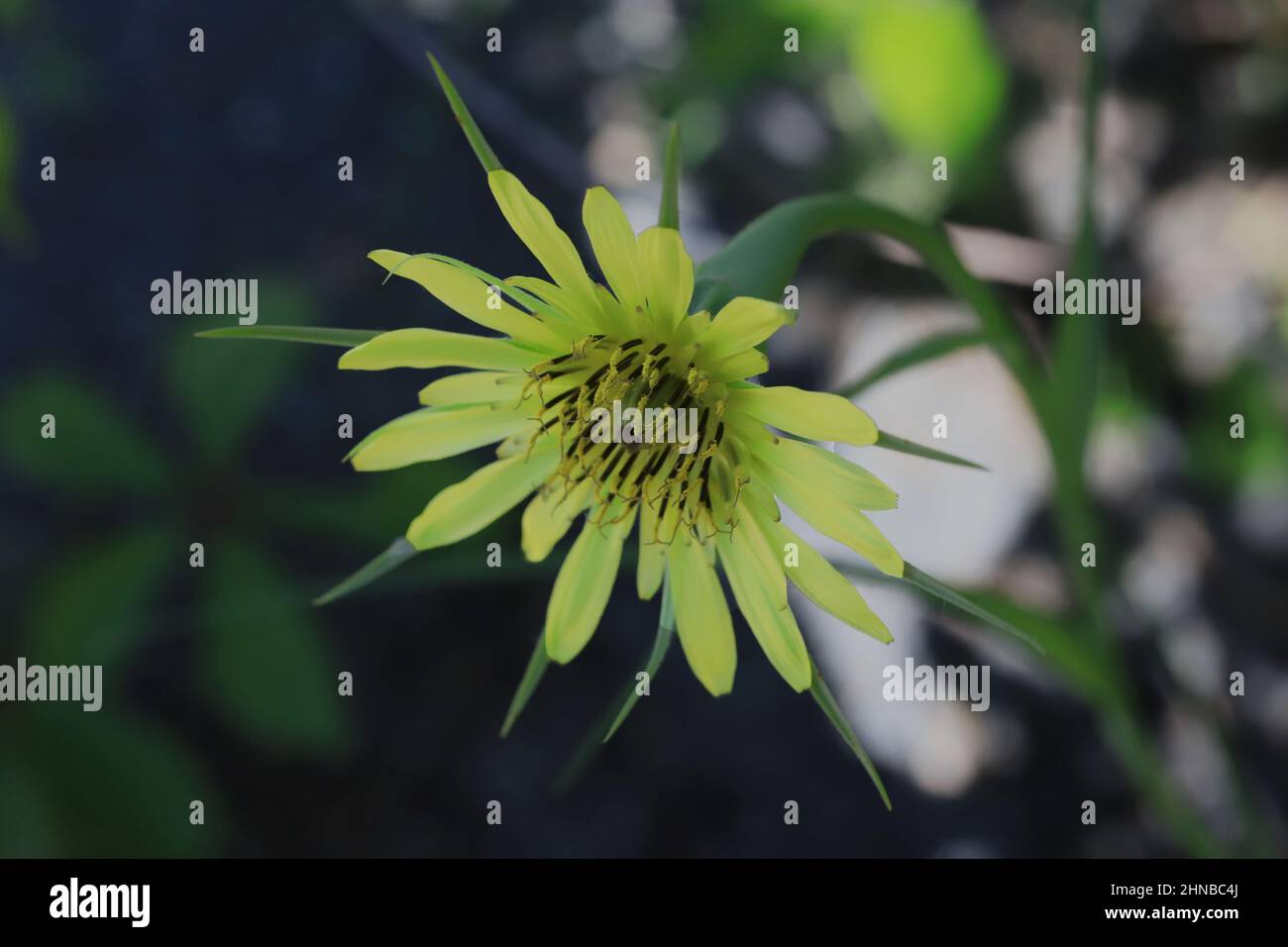 Oyster plant hi-res stock photography and images - Alamy