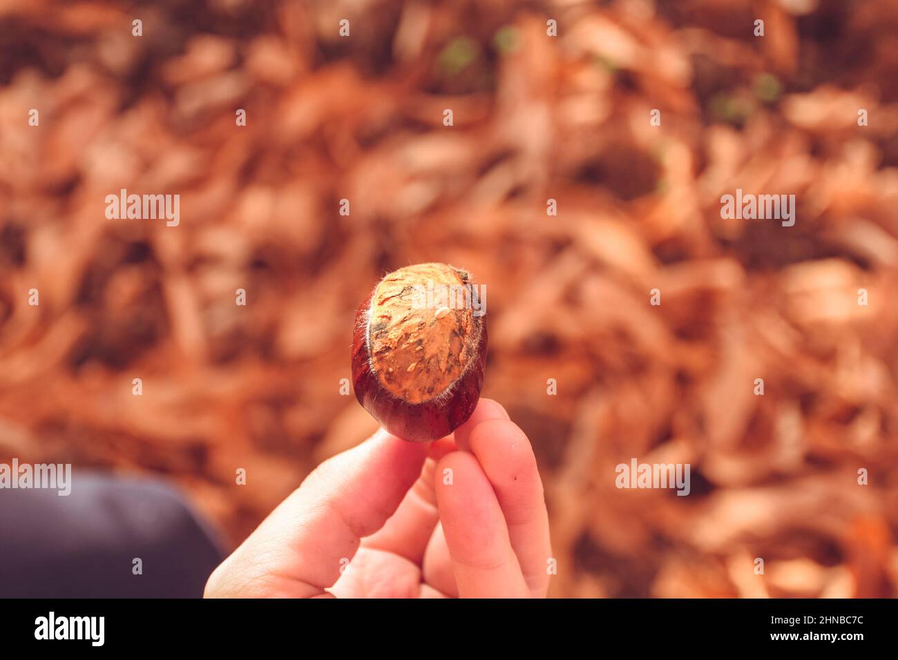 hand holding chestnut with a worm coming out Stock Photo - Alamy