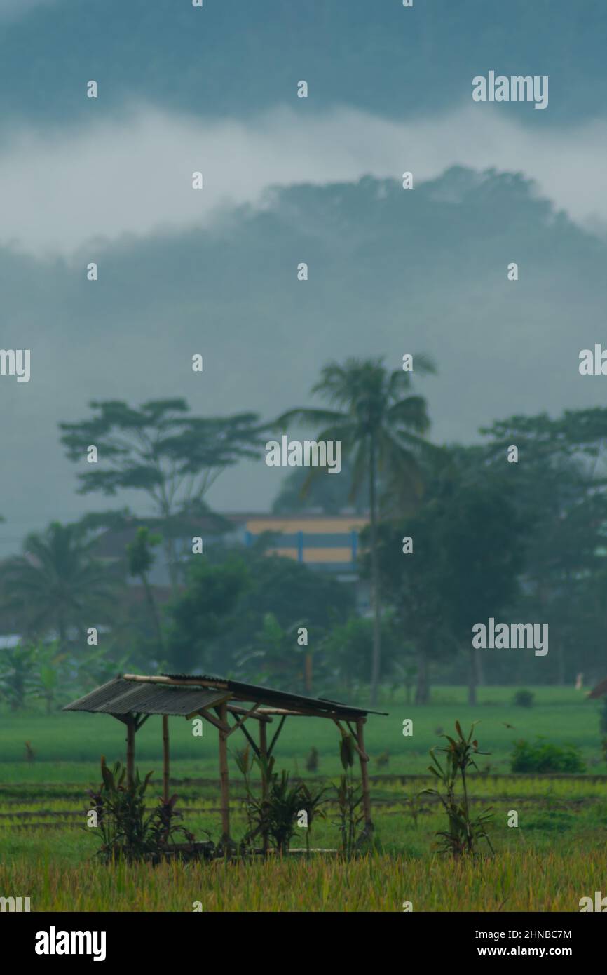A hut in the middle of green rice fields in Kuningan City, West Java ...