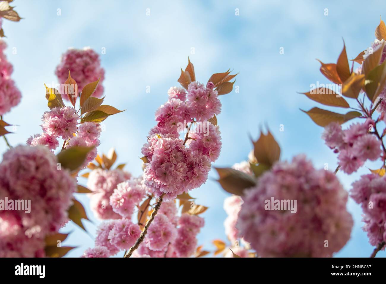 Spring pink cherry blossoms Sakura Stock Photo - Alamy