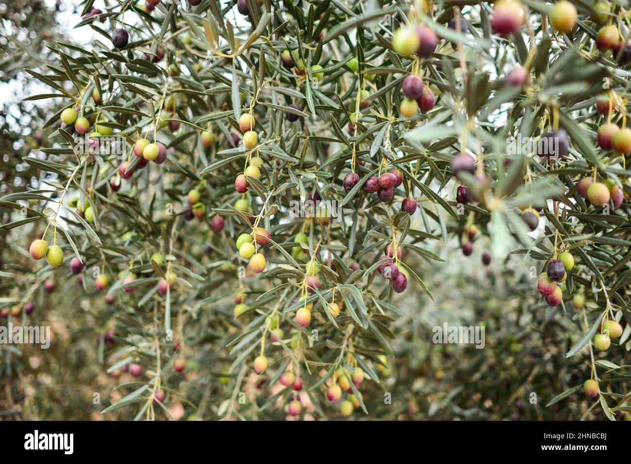 Close-up of an olive tree with olives at various levels of ripeness and ...
