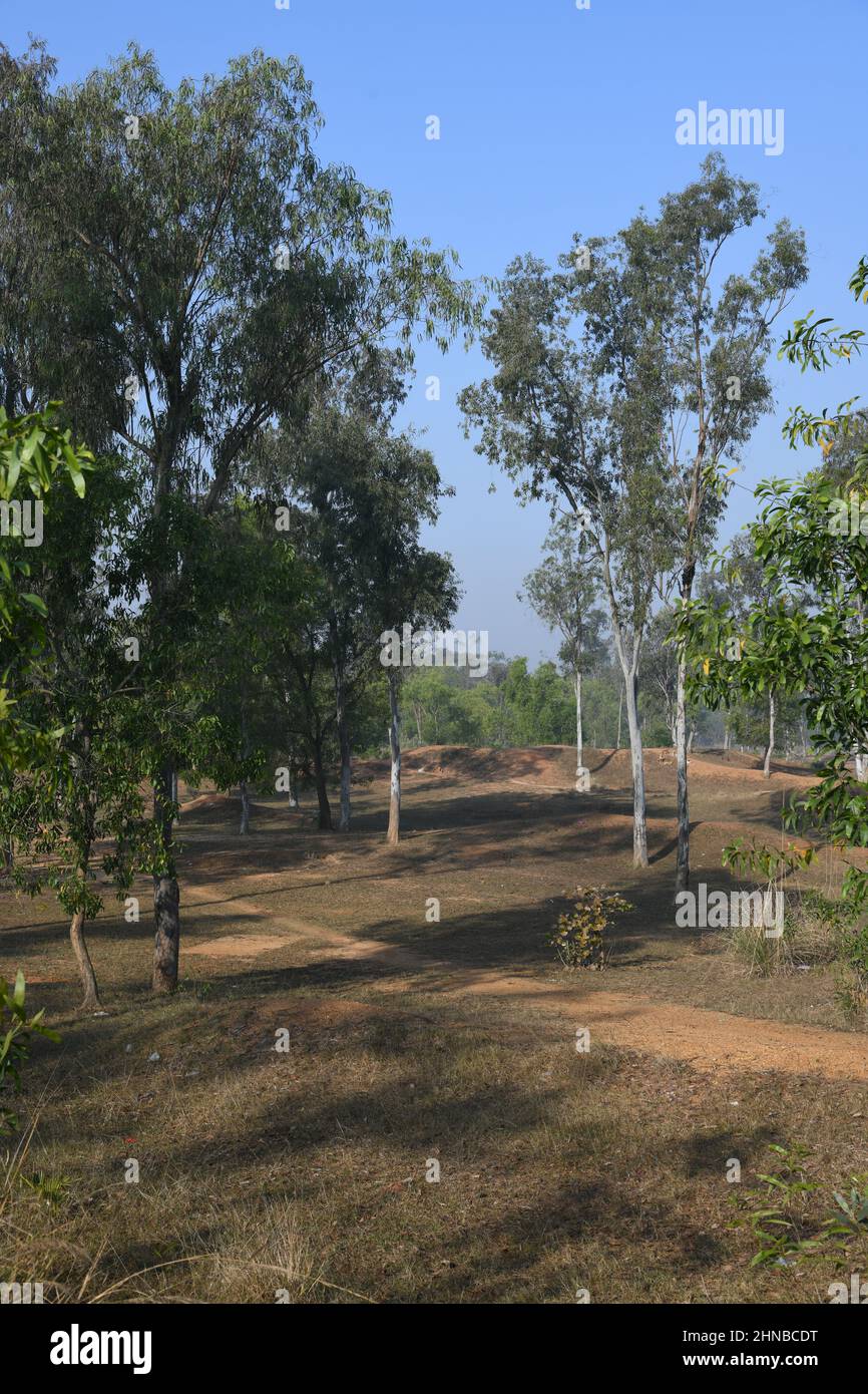Sonajhuri forest. Ballavpur, Birbhum, West Bengal, India Stock Photo ...