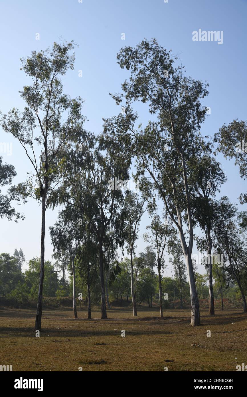 Sonajhuri forest. Ballavpur, Birbhum, West Bengal, India Stock Photo ...
