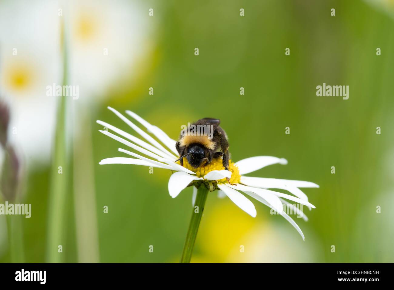 Closeup shot of an insect on a common daisy in a field Stock Photo - Alamy