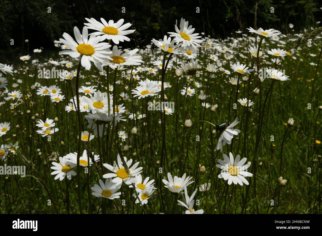 A beautiful summer landscape with flowering common daisies in a meadow ...