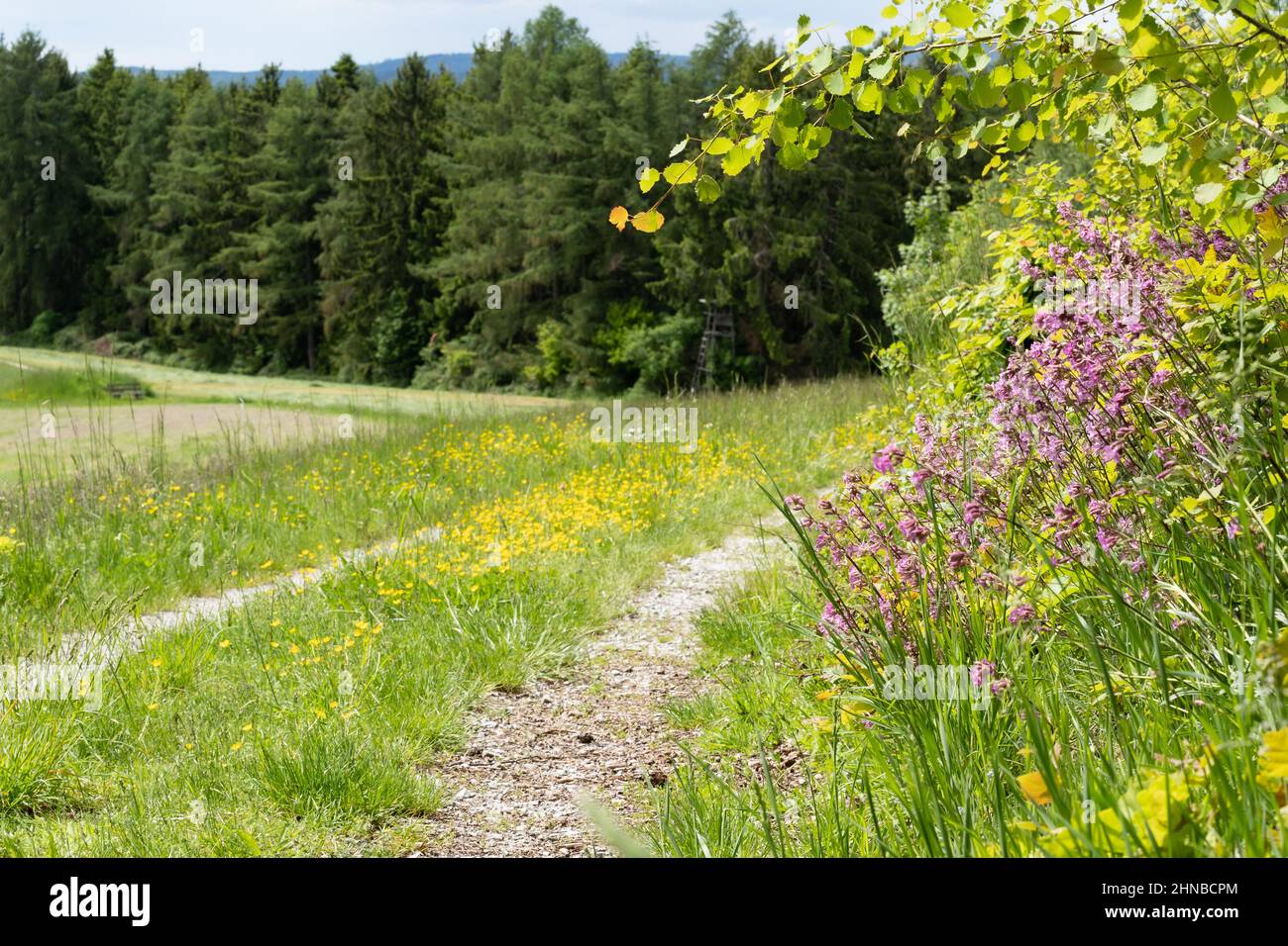 Path leads to the forest in spring Stock Photo - Alamy