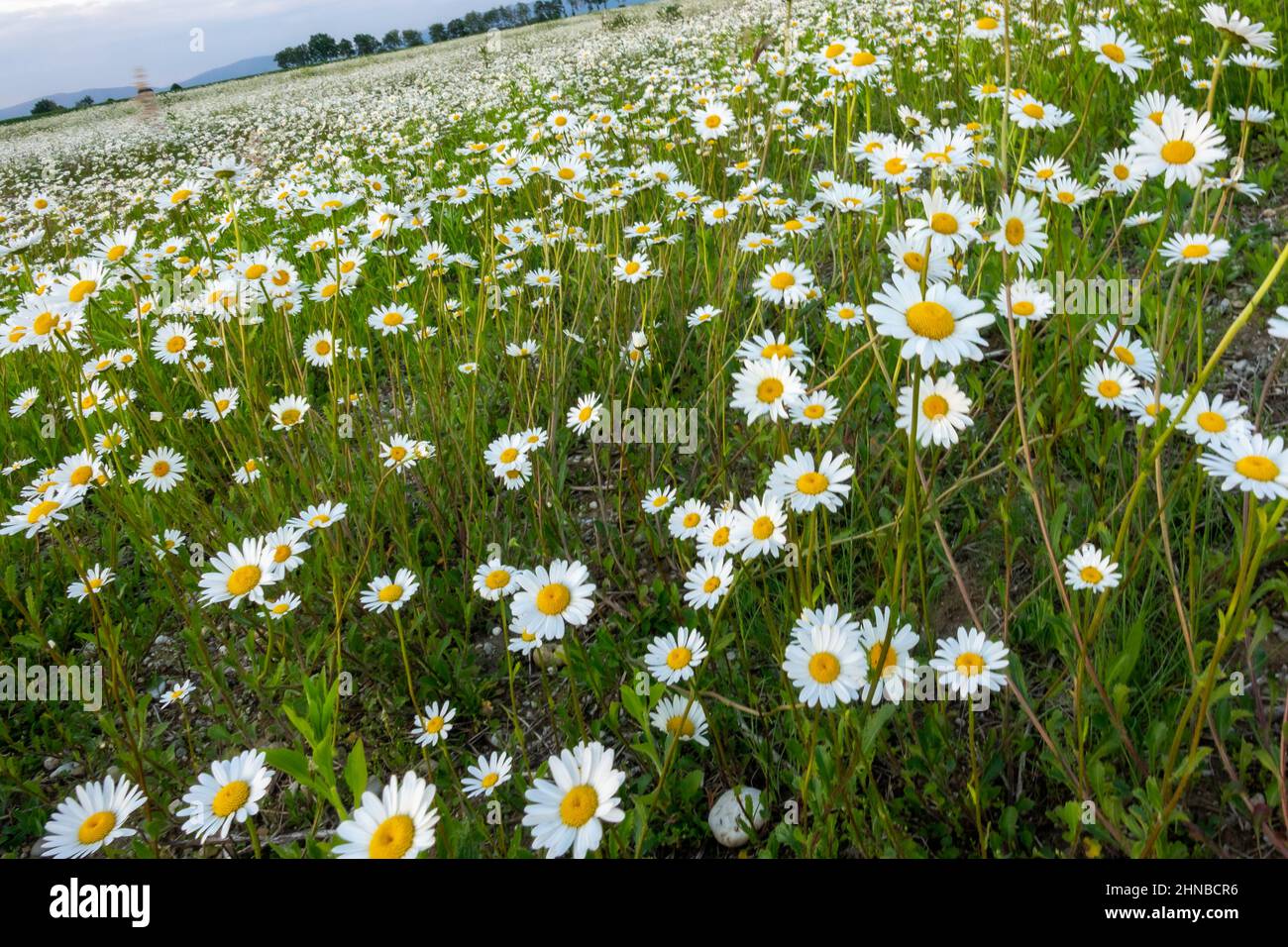 Beautiful summer landscape with flowering common daisies in a meadow ...