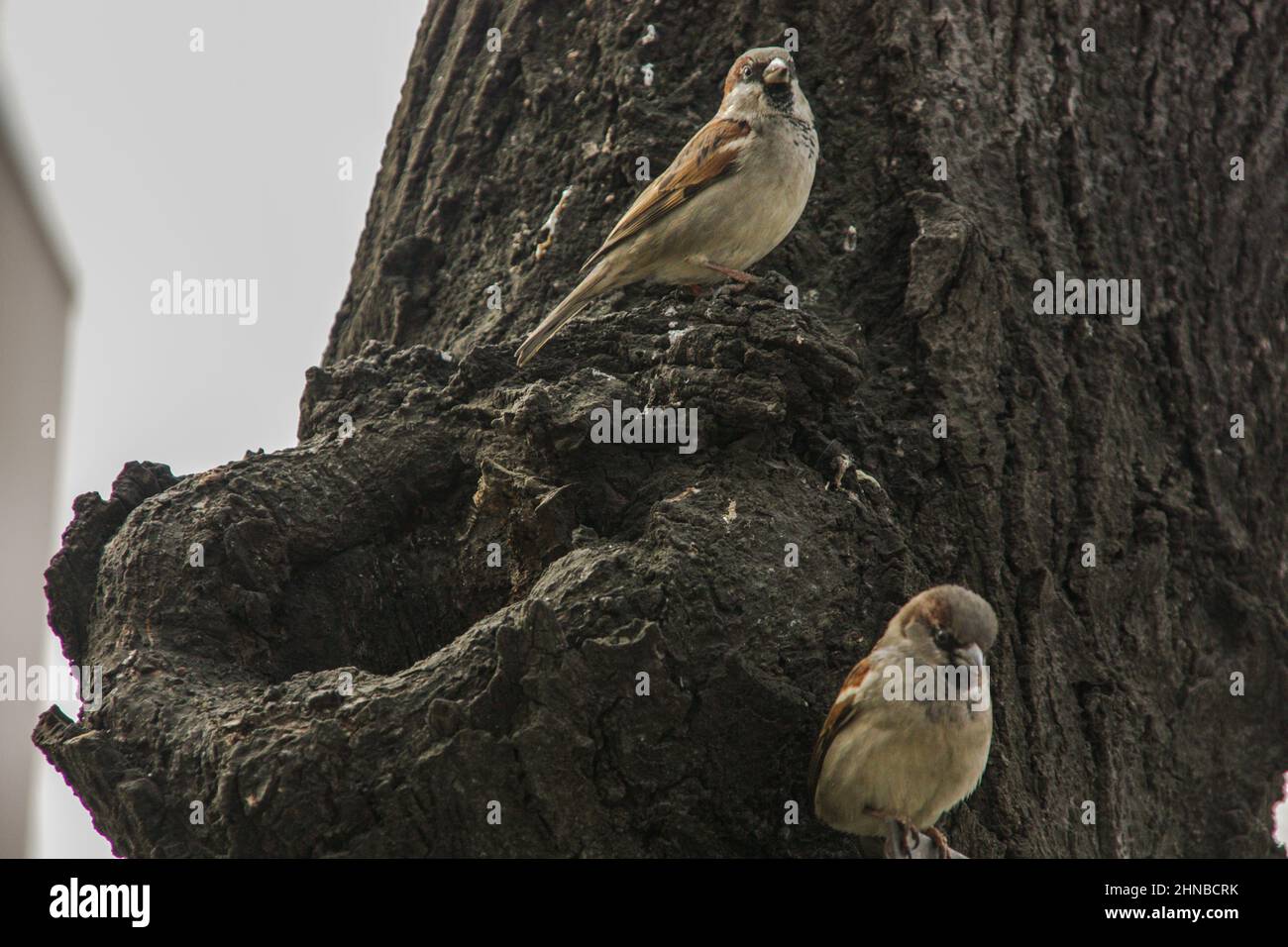 Closeup of small birds on a tree Stock Photo - Alamy