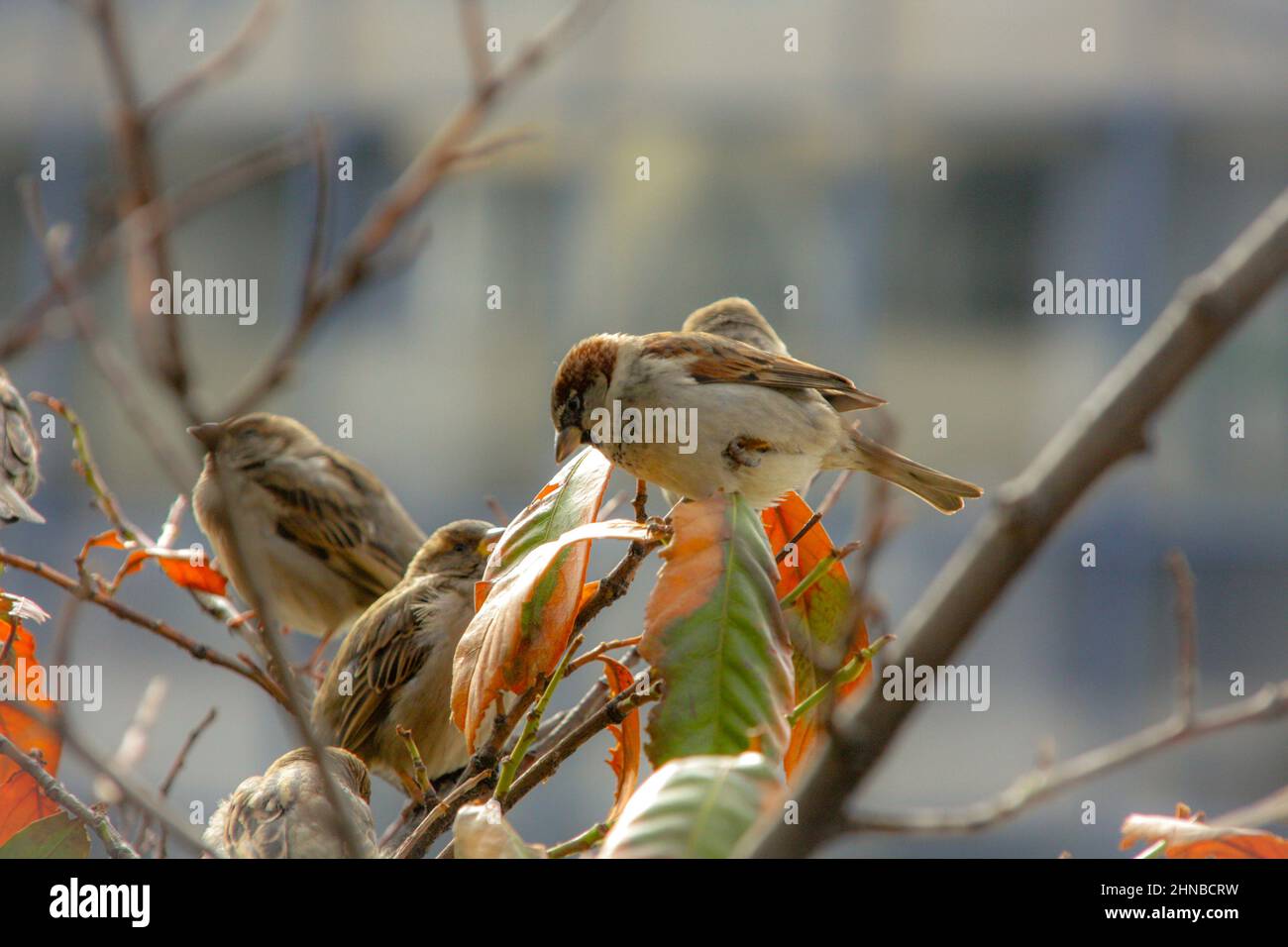 Closeup of small birds on a tree branch Stock Photo - Alamy
