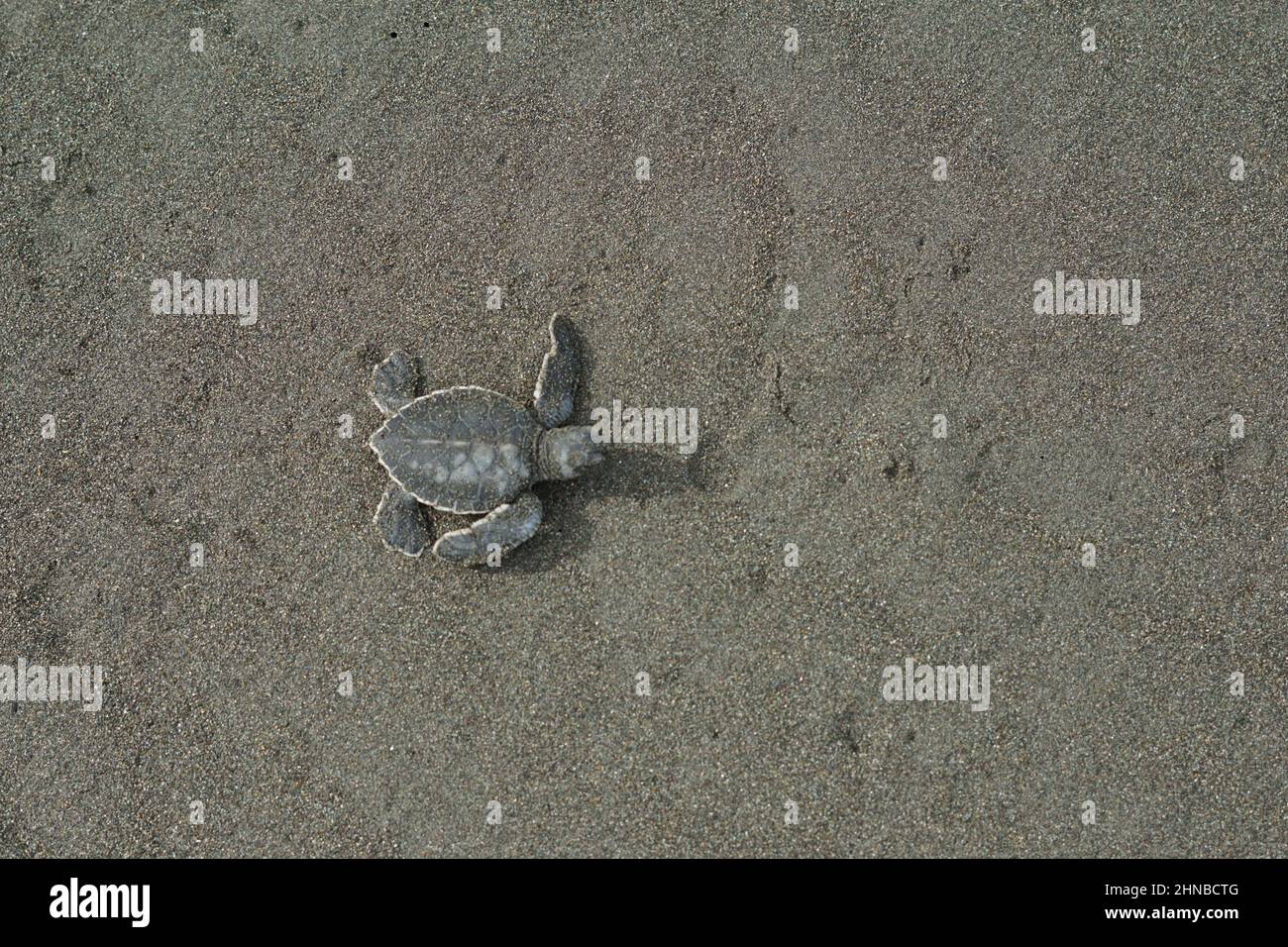 A top view of a sea turtle on a sandy beach Stock Photo - Alamy