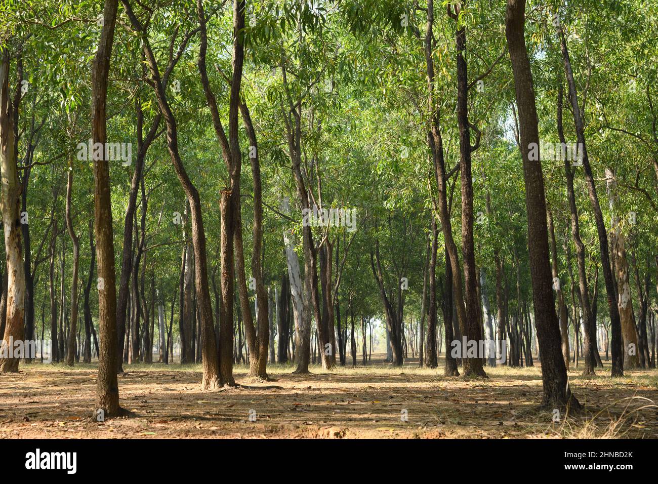 Sonajhuri forest. Ballavpur, Birbhum, West Bengal, India Stock Photo ...