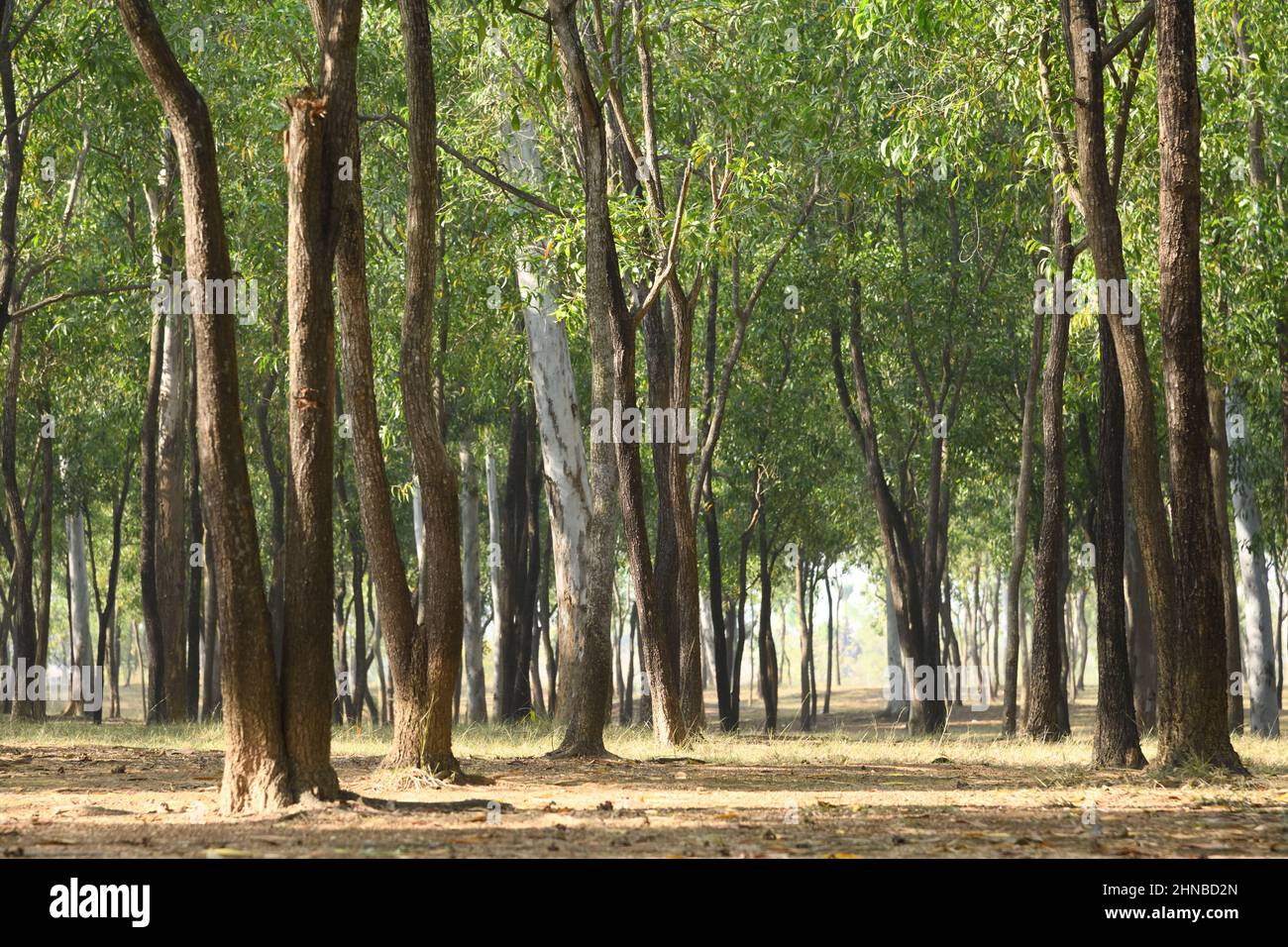 Sonajhuri forest. Ballavpur, Birbhum, West Bengal, India Stock Photo ...