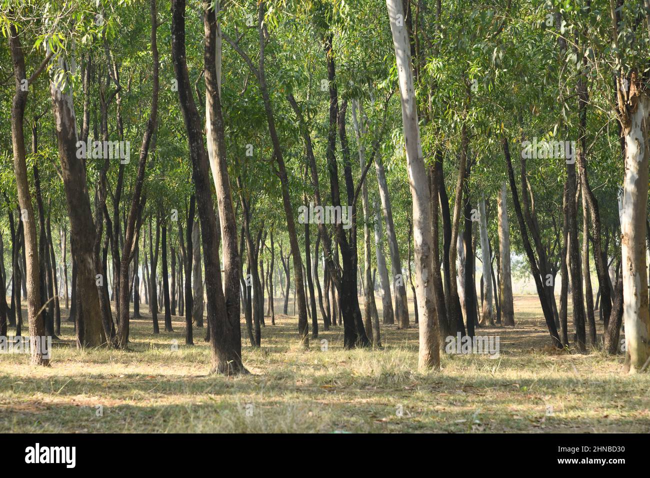 Sonajhuri forest. Ballavpur, Birbhum, West Bengal, India Stock Photo ...
