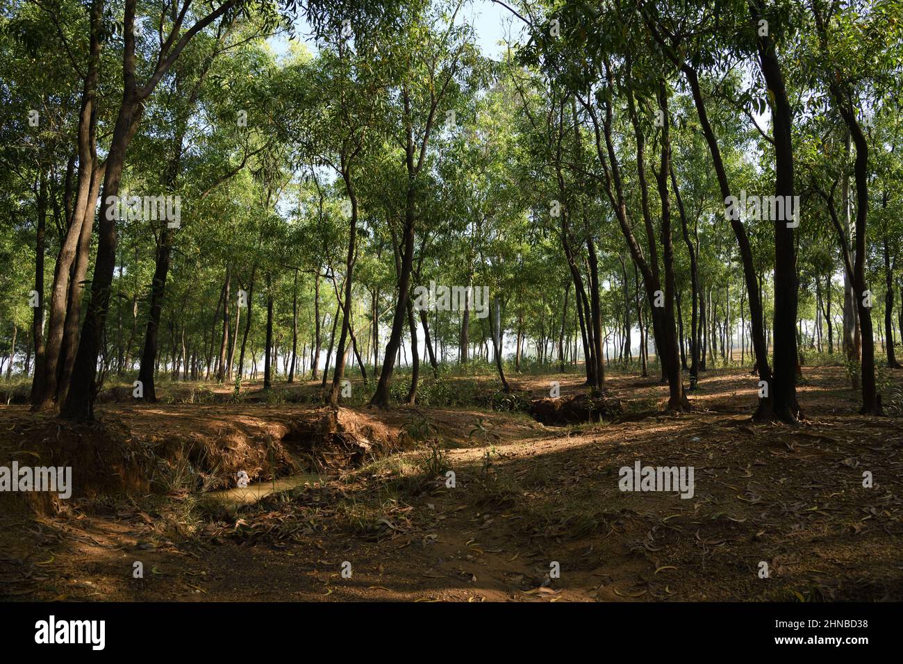 Sonajhuri forest. Ballavpur, Birbhum, West Bengal, India Stock Photo ...