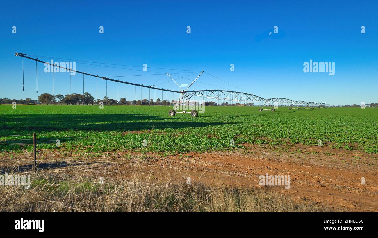 Centre-Pivot irrigator in a green paddock near Mulwala NSW Australia ...