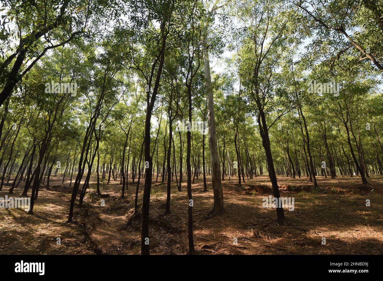 Sonajhuri forest. Ballavpur, Birbhum, West Bengal, India Stock Photo ...