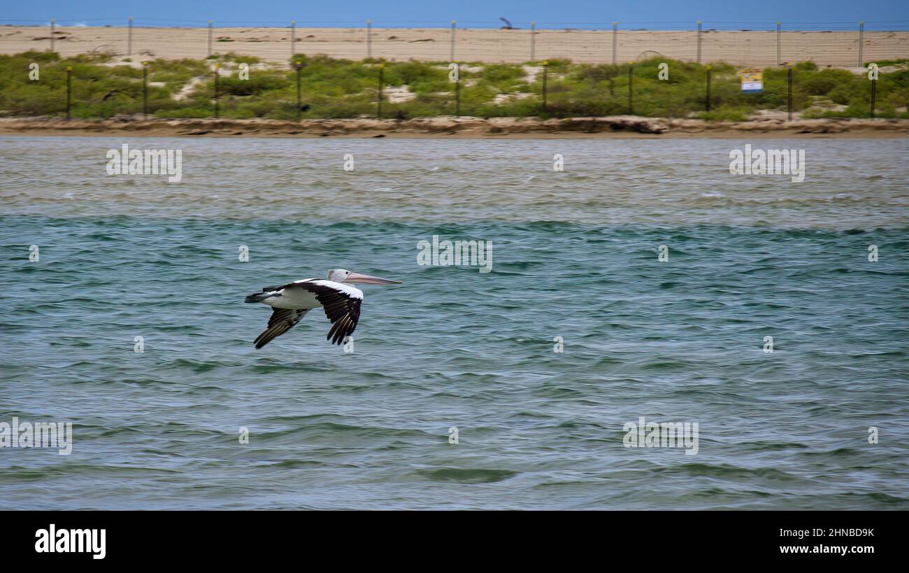 Flying low over the water hi-res stock photography and images - Alamy