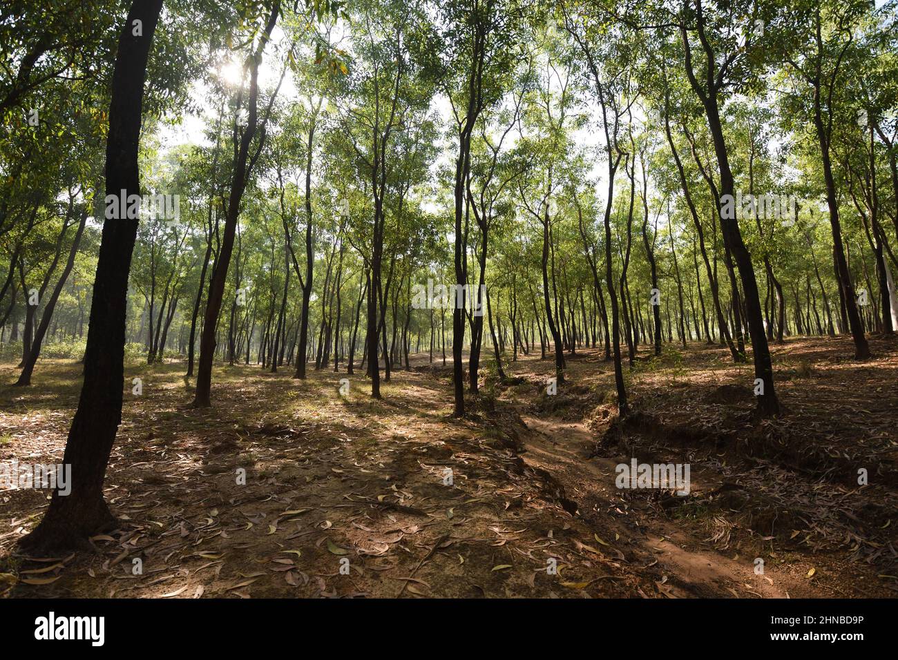 Sonajhuri forest. Ballavpur, Birbhum, West Bengal, India Stock Photo ...