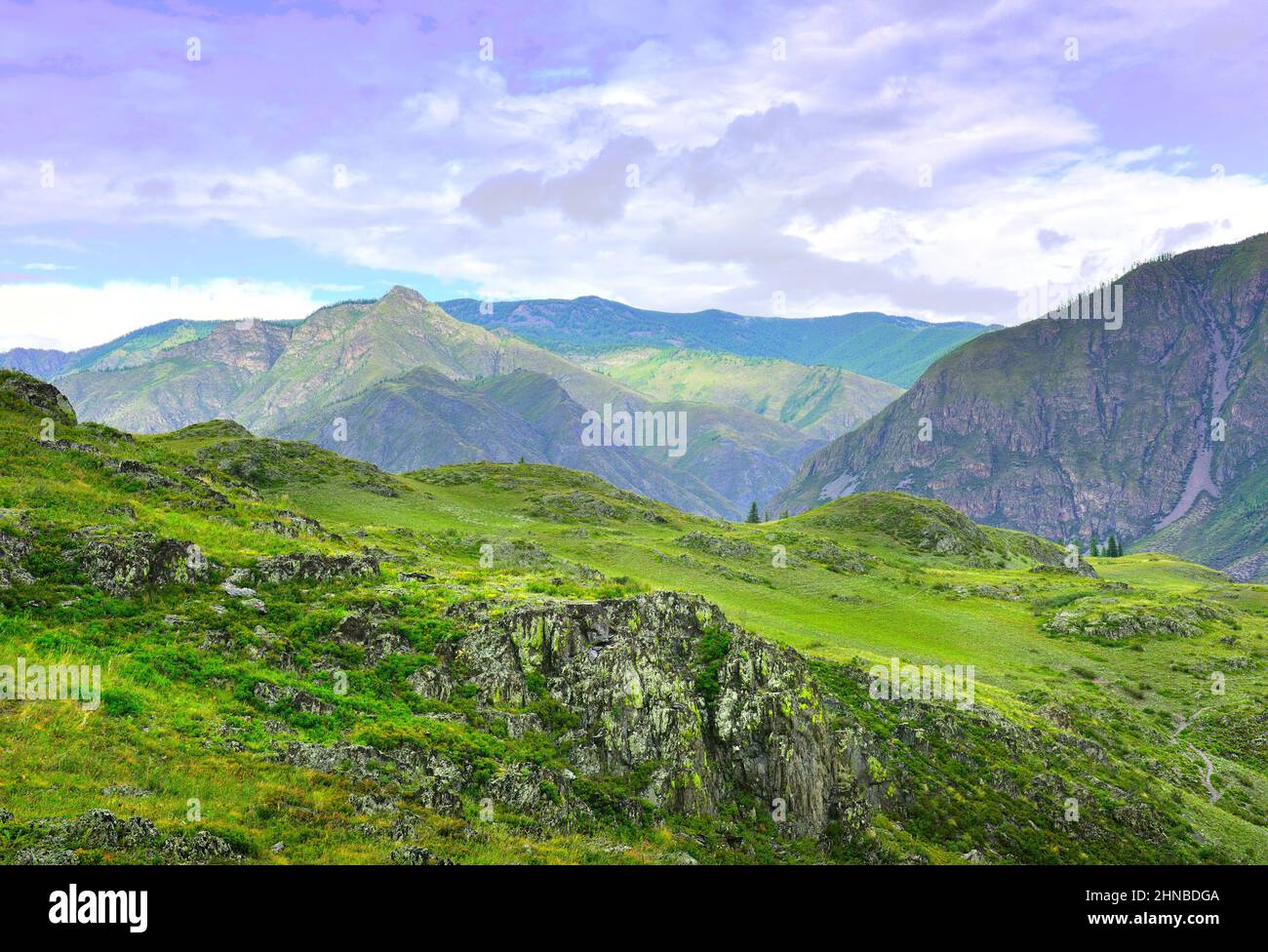 Blooming slopes in summer, a rocky ridge in the distance. Siberia ...