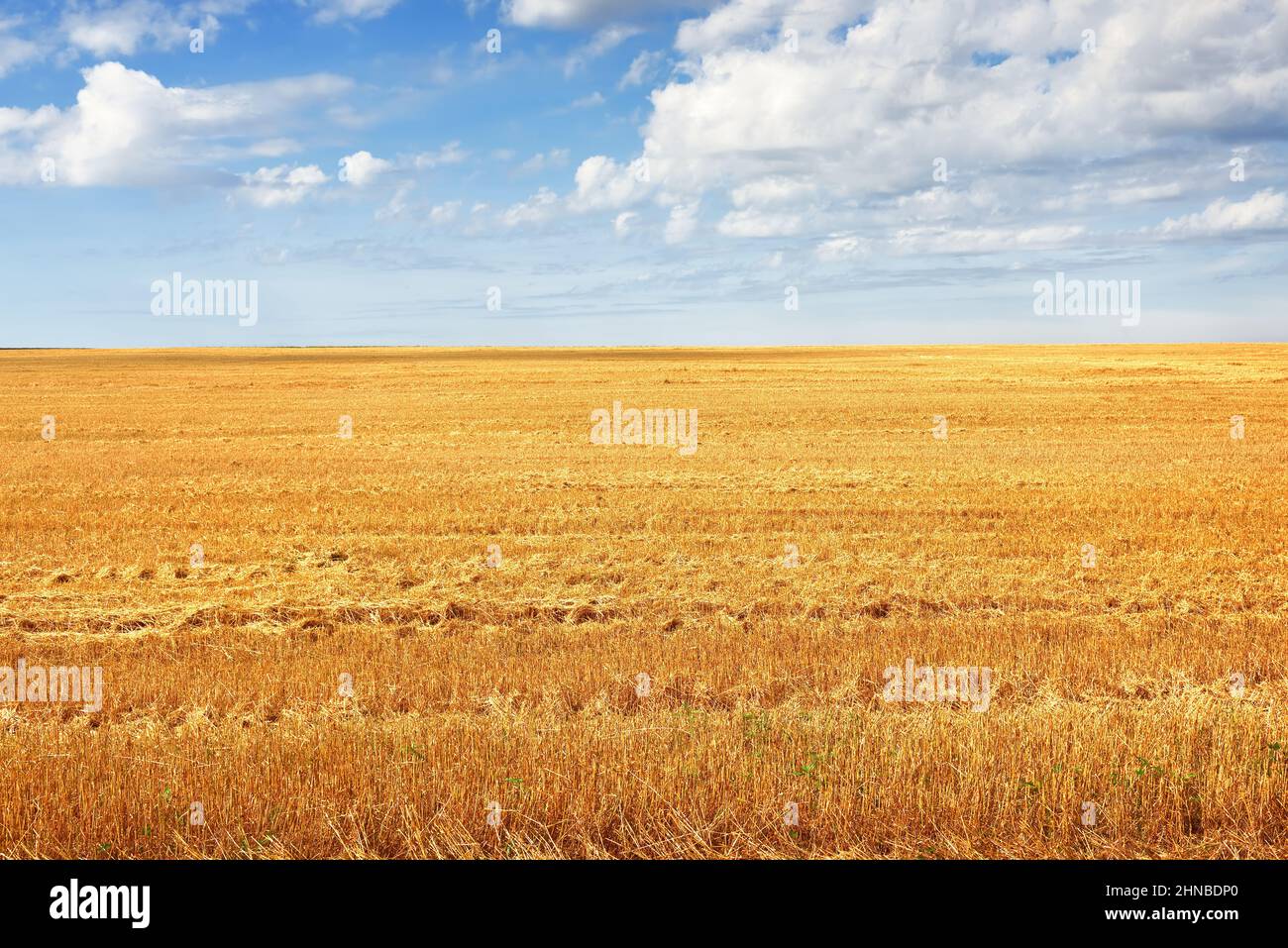 Sloping rows of grain crops to the horizon, white clouds. Khakassia ...