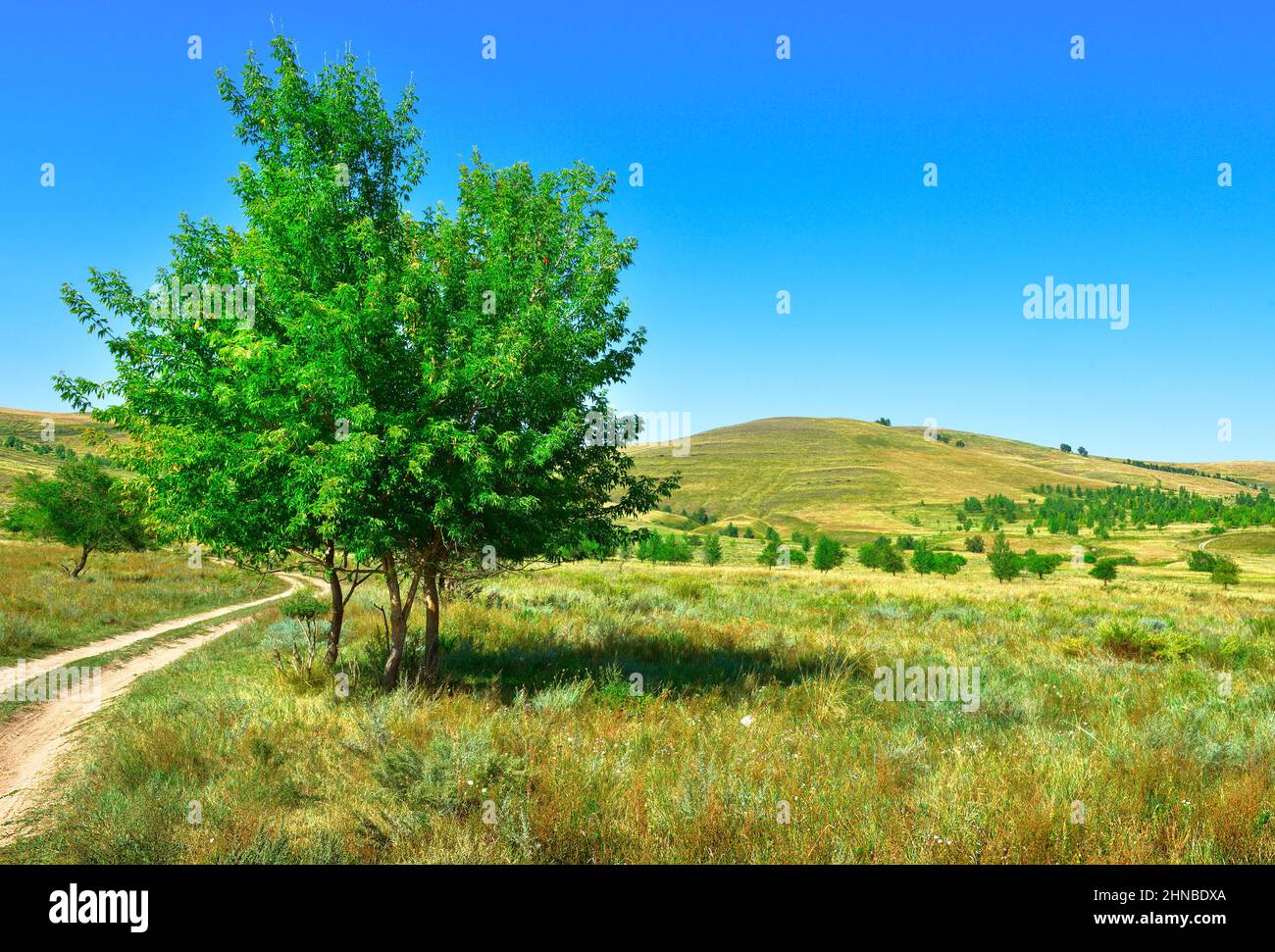 Autumn steppe vegetation under a clear blue sky. Krasnoyarsk Territory ...