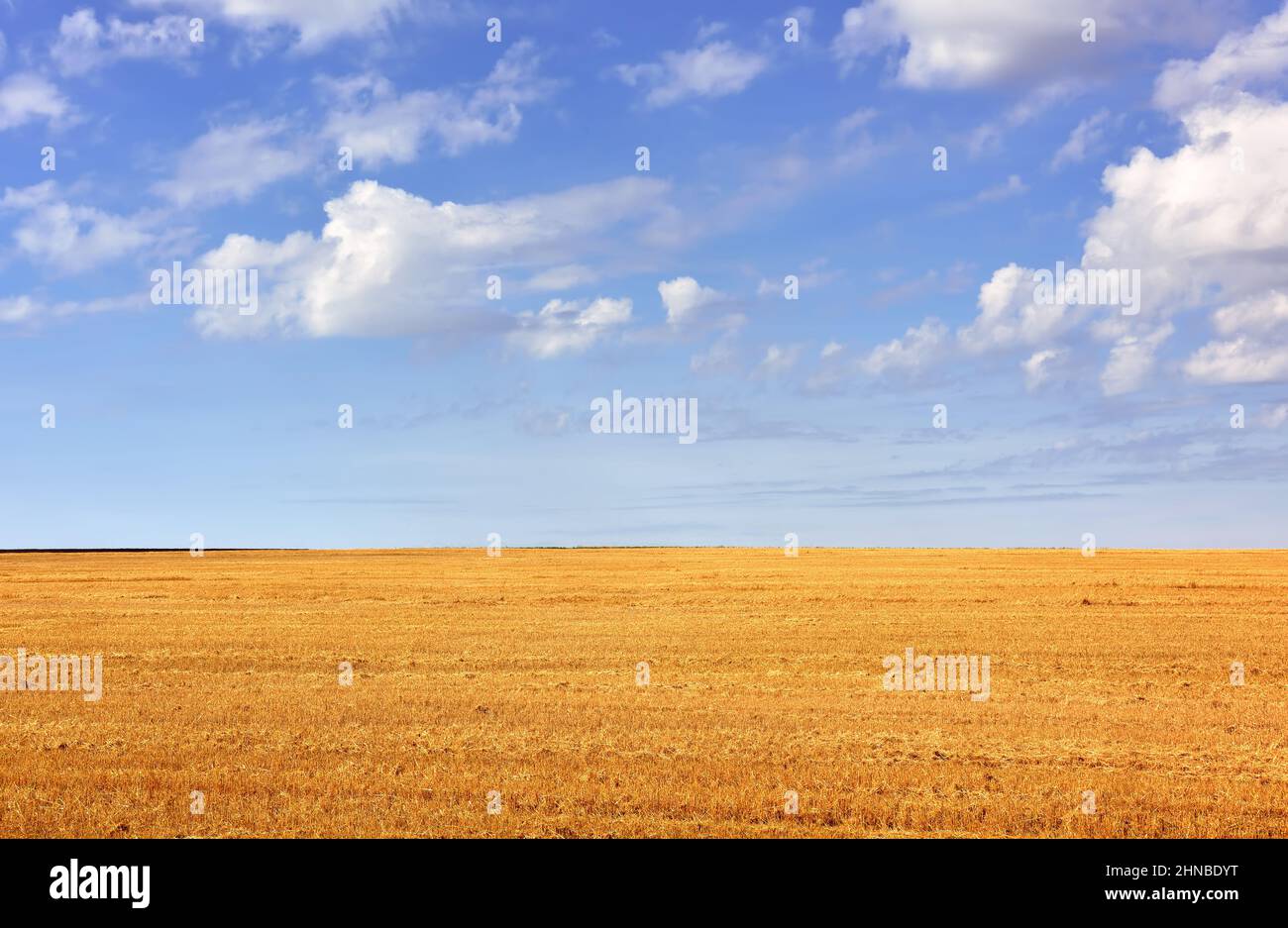 Sloping rows of grain crops to the horizon, white clouds. Khakassia ...