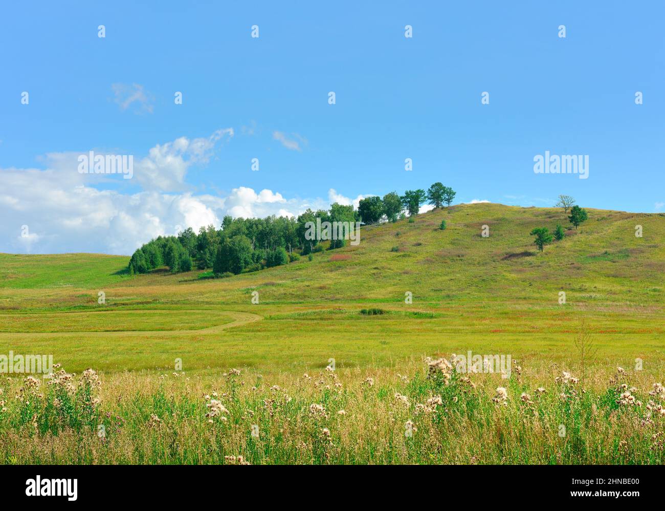 Summer steppe in a hilly area under a clear blue sky. Siberia, Russia ...