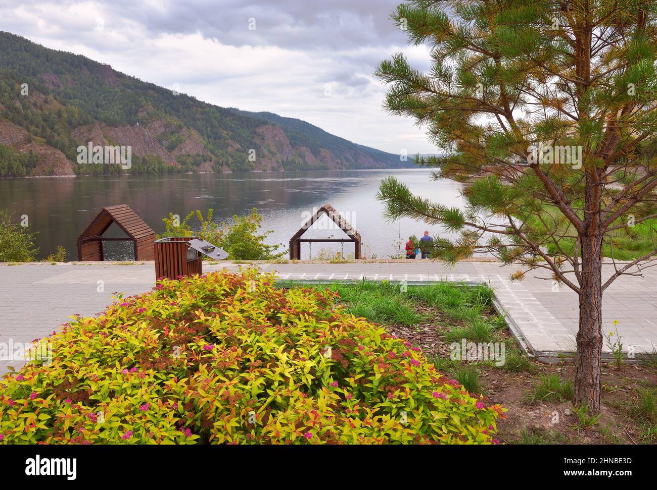 Pine trees and ornamental shrubs on the banks of the big Siberian river ...