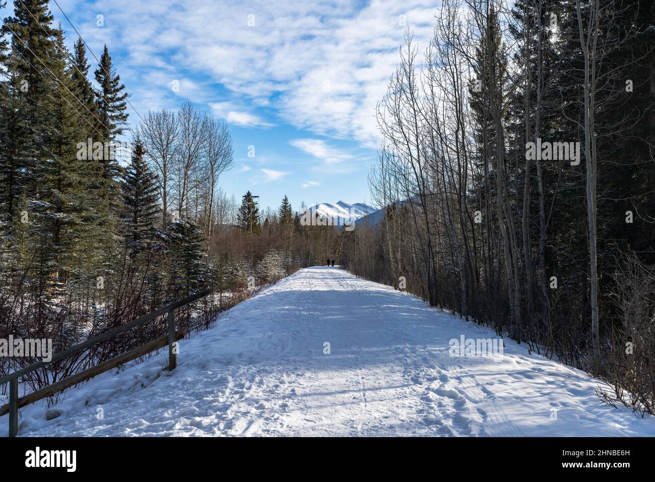 Fir trees forest walking path scenery in winter. Higashikawa Friendship ...
