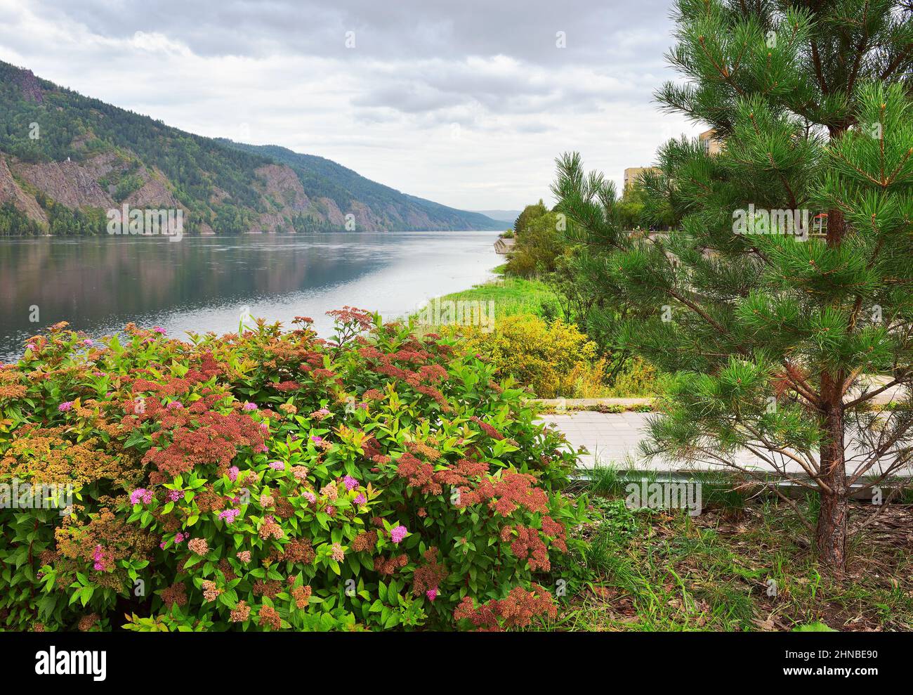 Pine trees and ornamental shrubs on the banks of the big Siberian river ...