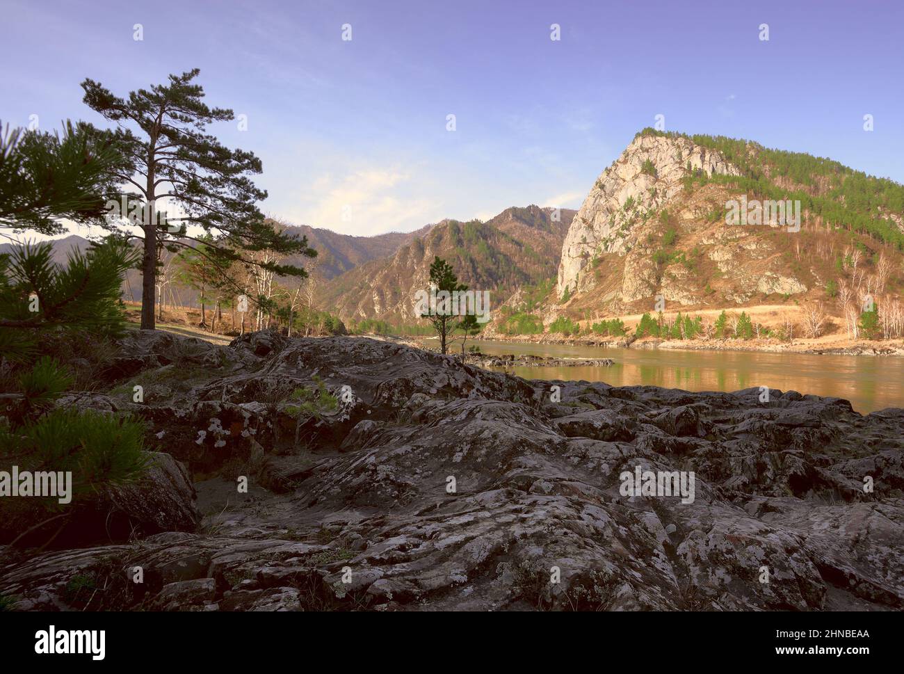 Wavy rocks on the Bank of a mountain river. Pine trees on the rocks ...