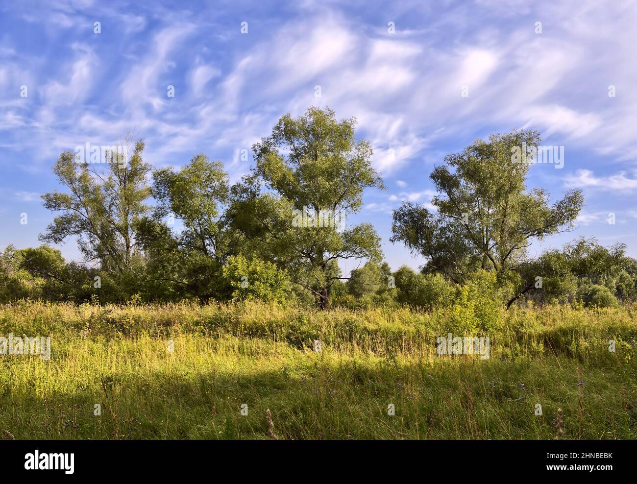 Trees under the summer sky. The crowns of trees in a meadow under a ...