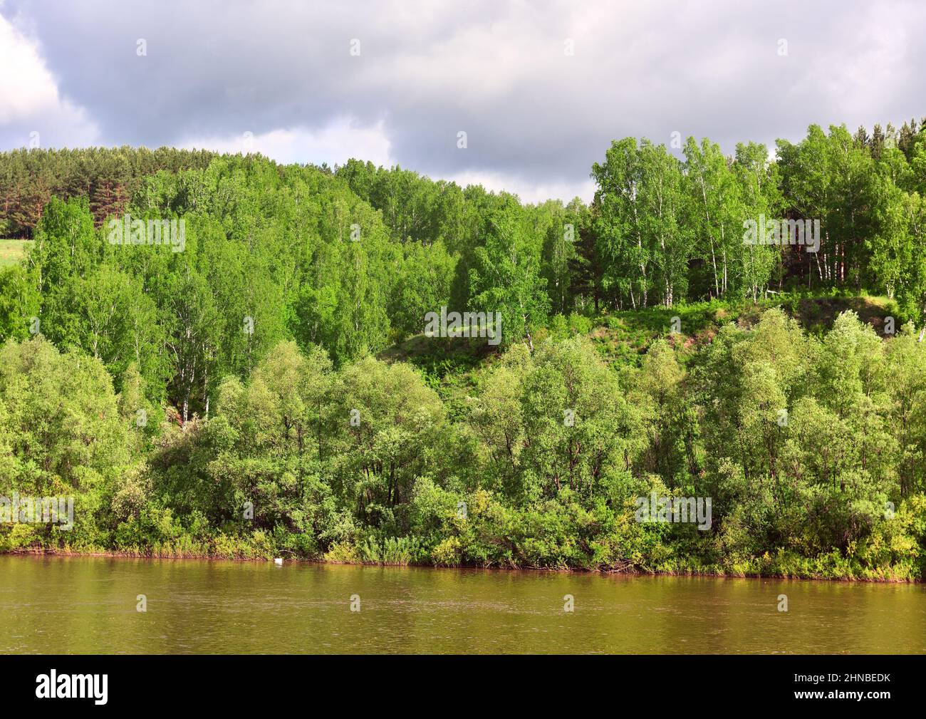 A steep river Bank overgrown with trees, fresh leaves on birches, river ...