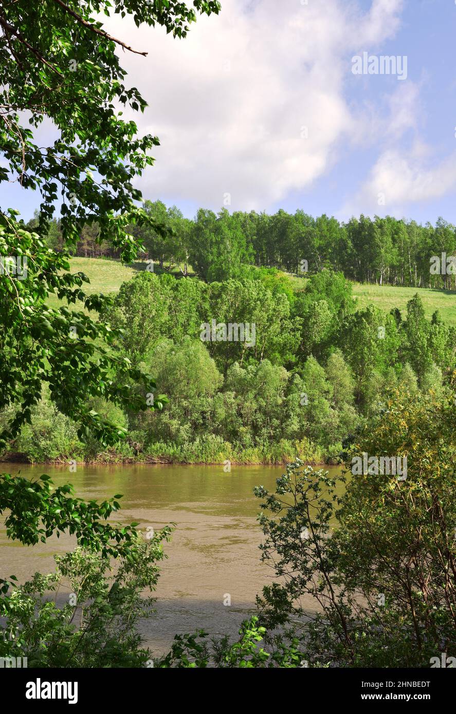 High steep river Bank, covered with trees with fresh spring foliage ...