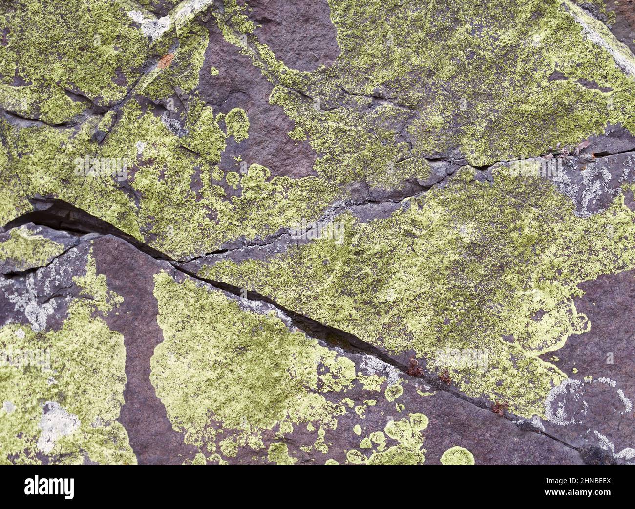 Green lichen on the rocks for the background. Bright yellow-green ...