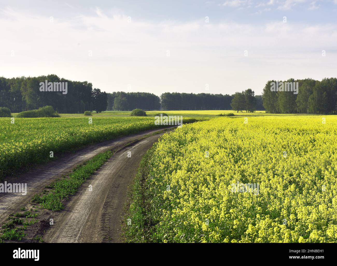 The curve of a field road between blooming yellow and green ...