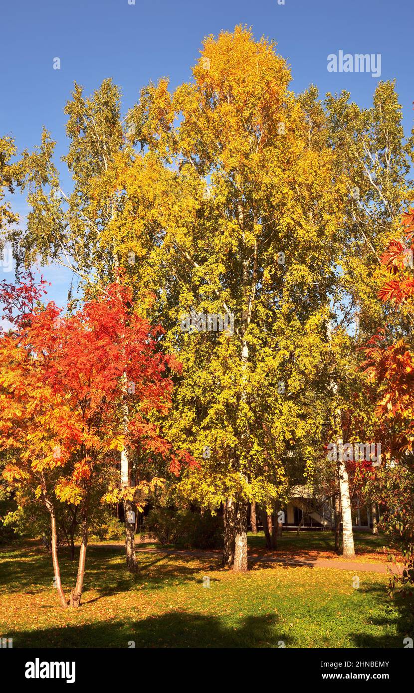 Autumn park. Trees with bright foliage in the Pervomaisky square ...