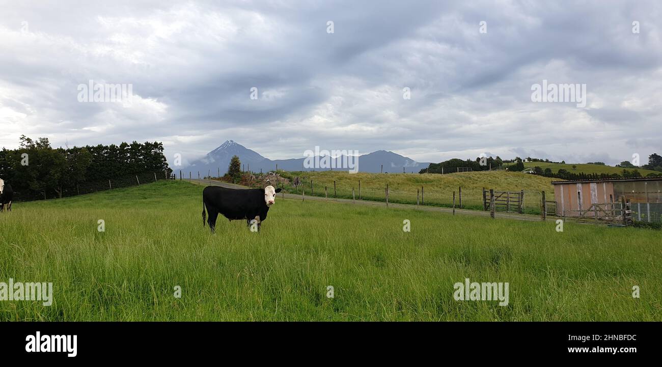 Scenic view of a cow on the field with Taranaki mountain in the ...