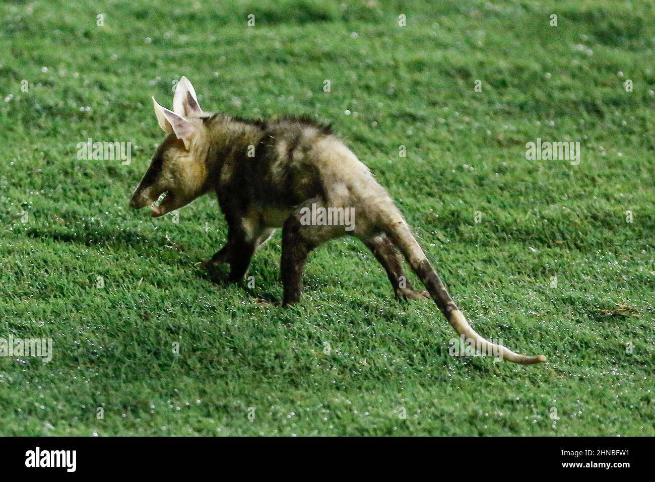 Animal náutico hi-res stock photography and images - Alamy