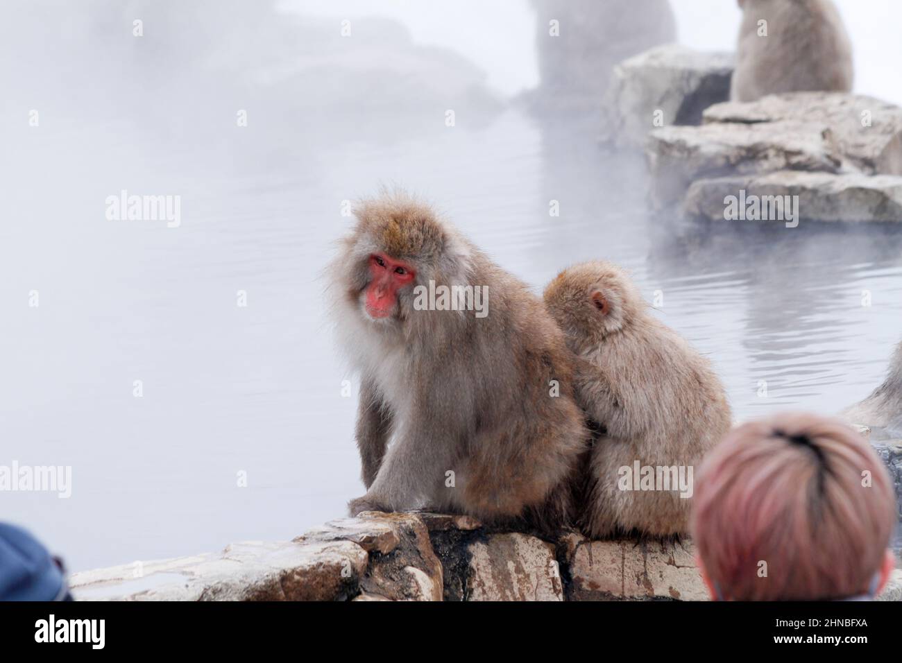 yamanochi, nagano, japan, 2022/12/02 , monkeys in a natural hot spring ...