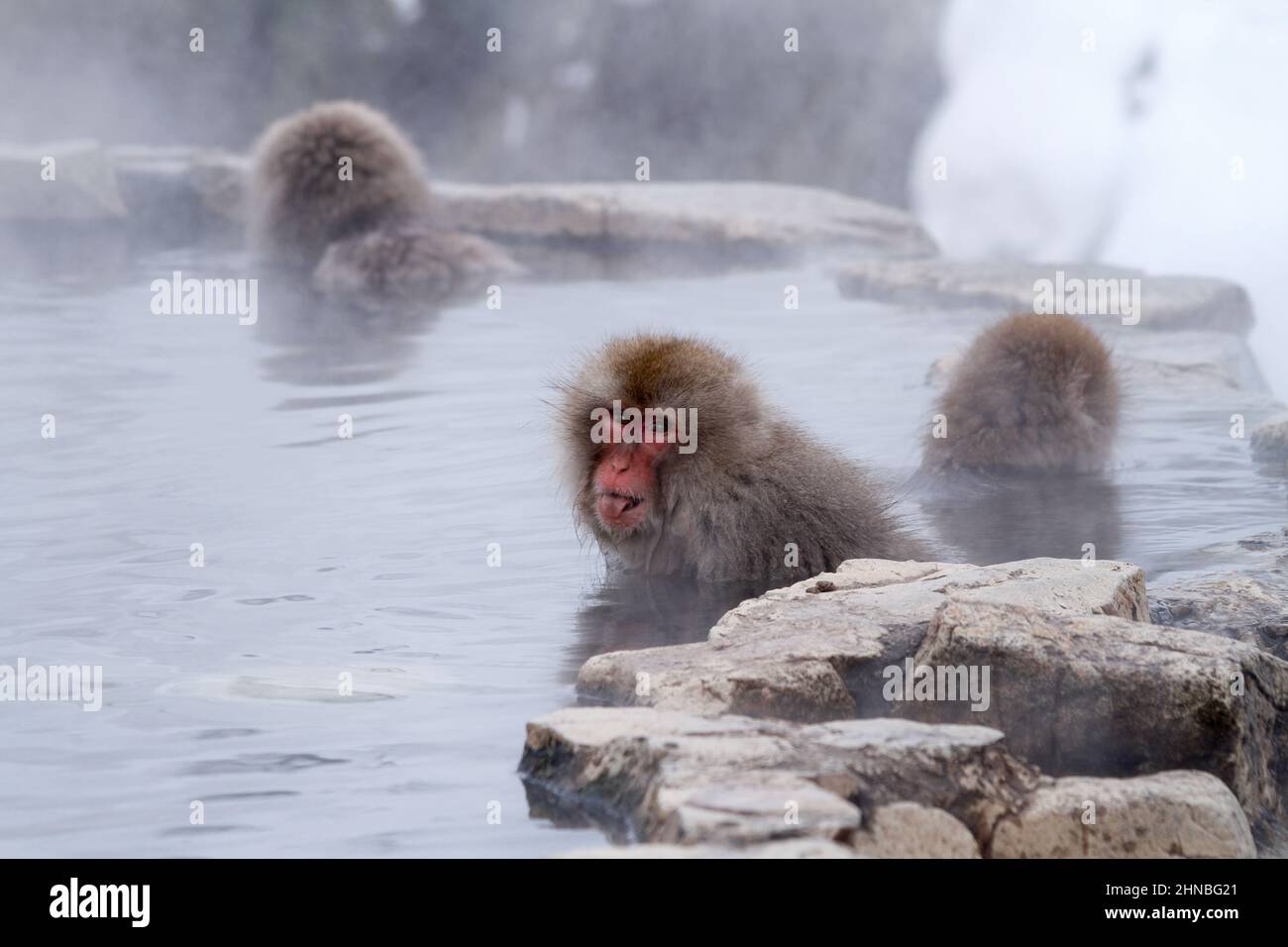 yamanochi, nagano, japan, 2022/12/02 , monkeys in a natural hot spring ...