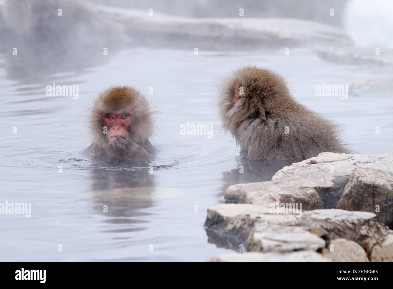yamanochi, nagano, japan, 2022/12/02 , monkeys in a natural hot spring ...