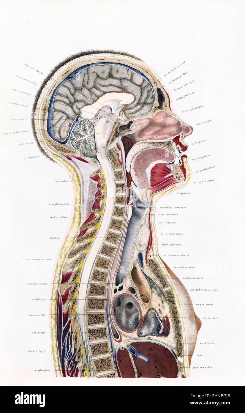 Brain and spinal anatomy, 19th century illustration Stock Photo - Alamy