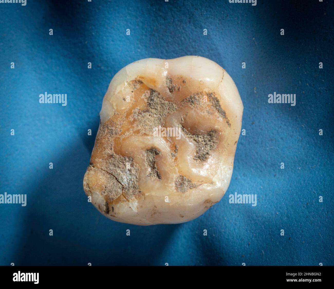 Fossil tooth, Grotte Mandrin, France Stock Photo - Alamy