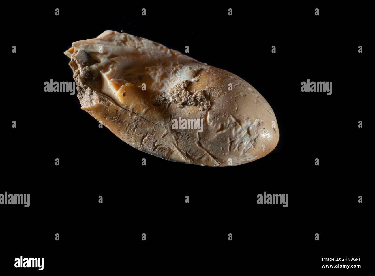 Prehistoric deer tooth, Grotte Mandrin, France Stock Photo - Alamy