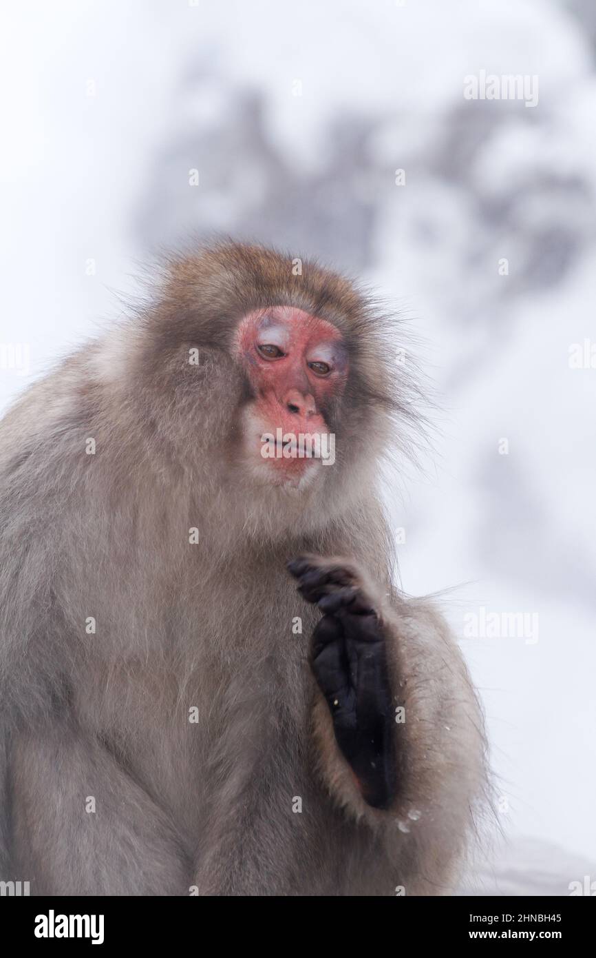 yamanochi, nagano, japan, 2022/12/02 , monkeys in a natural hot spring at joshinetsu-kogen ...