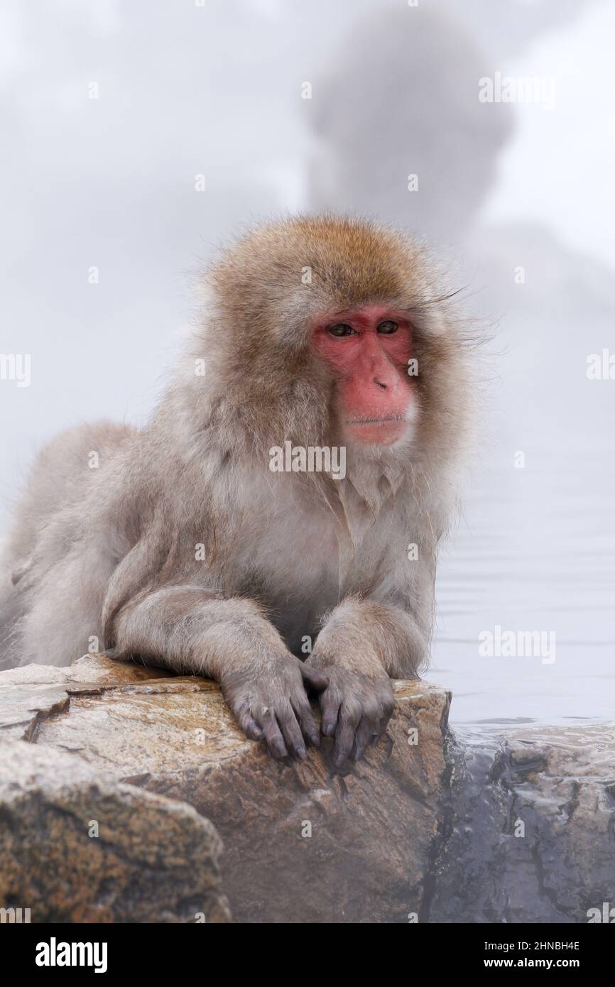 yamanochi, nagano, japan, 2022/12/02 , monkeys in a natural hot spring ...