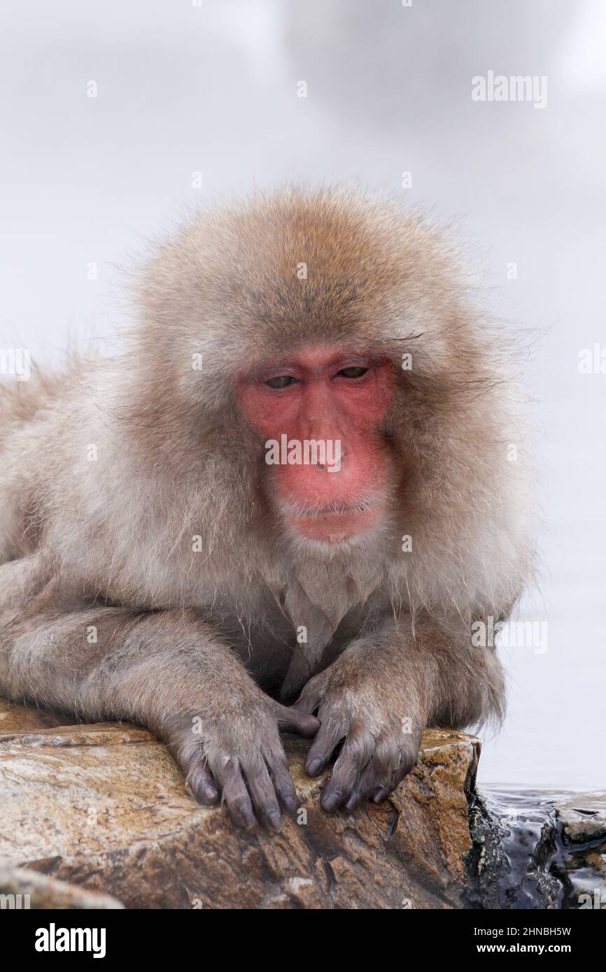 yamanochi, nagano, japan, 2022/12/02 , monkeys in a natural hot spring ...